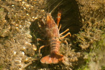 Smoked Norway Lobsters (Nephrops norvegicus, Cooked/Raw, In/Out of ...